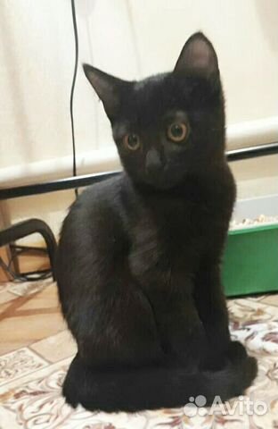 Черный котенок-девочка, 4,5 месяца