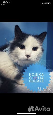 Кошка бывшедомашняя