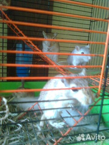 Песчанки с клеткой и всем приданым