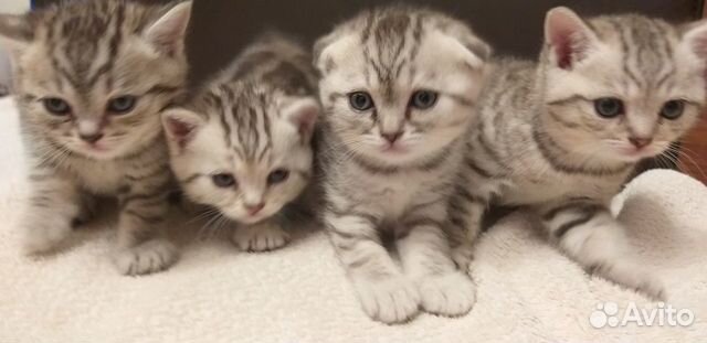 Шотландские котята