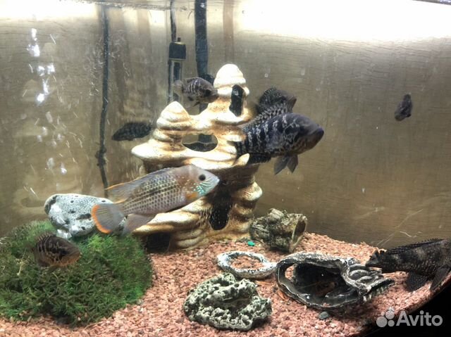 Манагуанская цихлазома