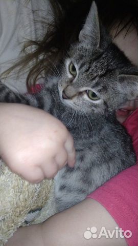 Котенок мальчик Чмоша