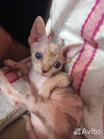 Продаётся котенок породы канадский сфинкс девочка