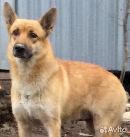 Очень ласковая некрупная собака в добрые руки