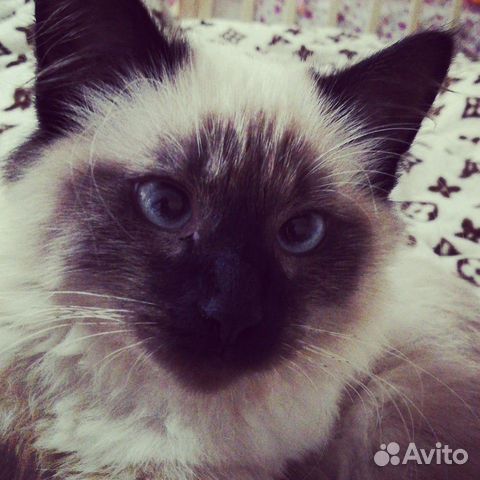 В добрые руки годовалого котика тайской породы