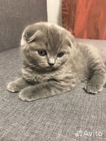 Шотландская вислоухая. Котенок