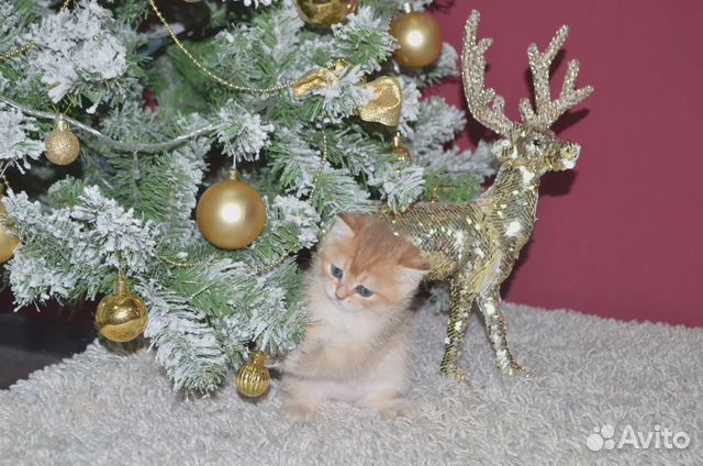 Настоящая леди Gloria