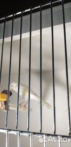 Кенарейки(пара)