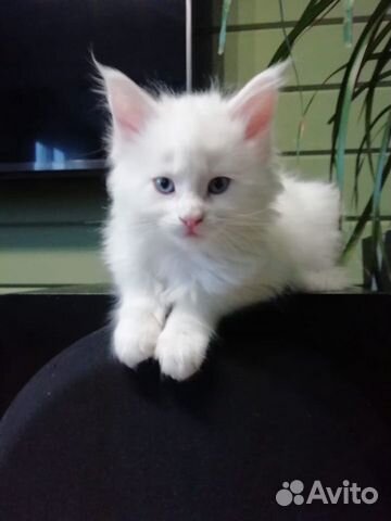 Котятки для души