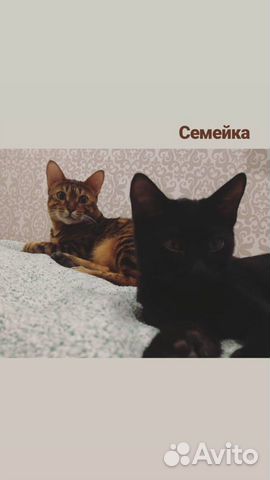 Бенгалы, котята. Меланистик.Подарок на Новый год