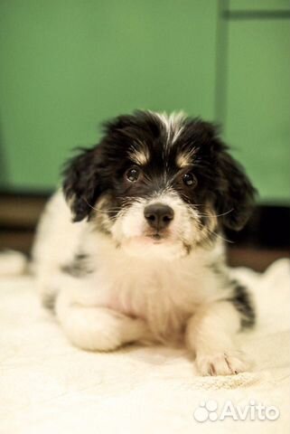 Щенок Арчи идёт дом