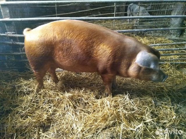 Свинки дюрок