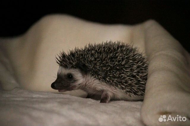 Африканский карликовый ежик