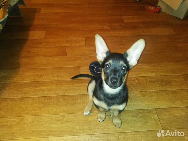 Мини пинчер