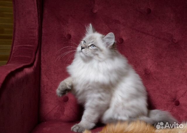 Невская маскарадная