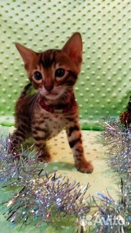 Бенгальские котята