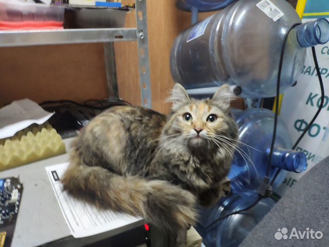 Кошечка в добрые руки