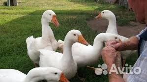 Домашние гуси