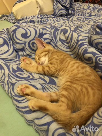 Котёнок, мальчик, 4 месяца