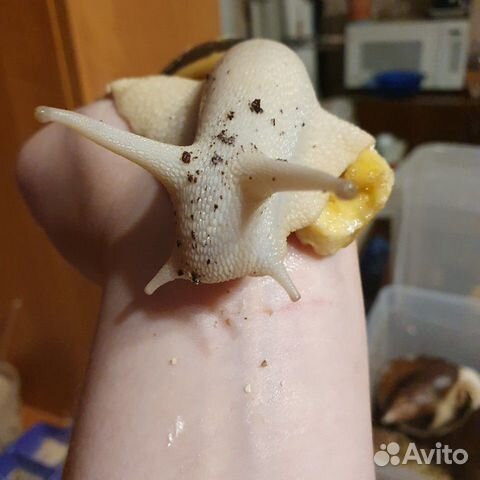 Улитки архахатина и ахатины