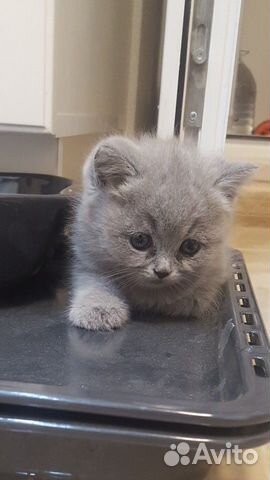 Британская