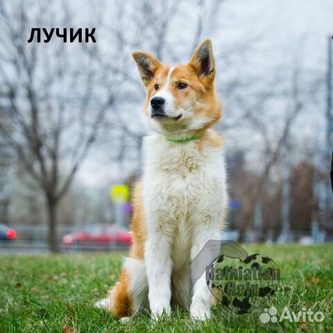 Метис вельш-корги