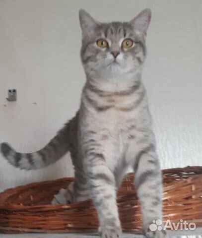 Дымчатый котенок
