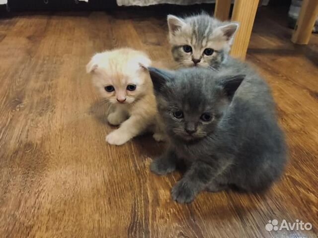 Котята британской короткошерстной породы