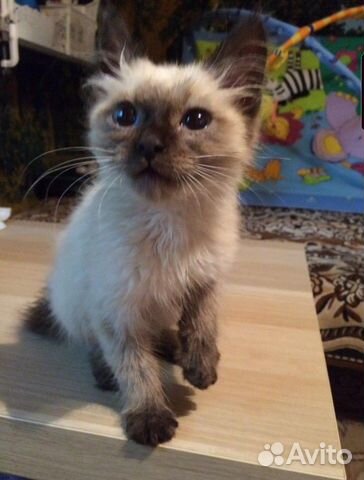 Сиамский мальчик