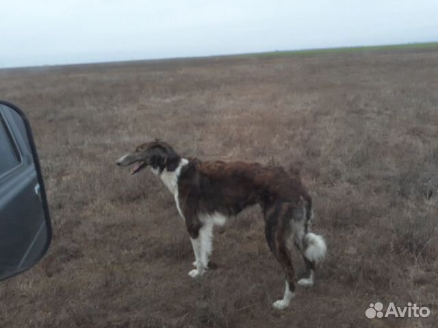 Продажа щенков от Русской Псовой Борзой