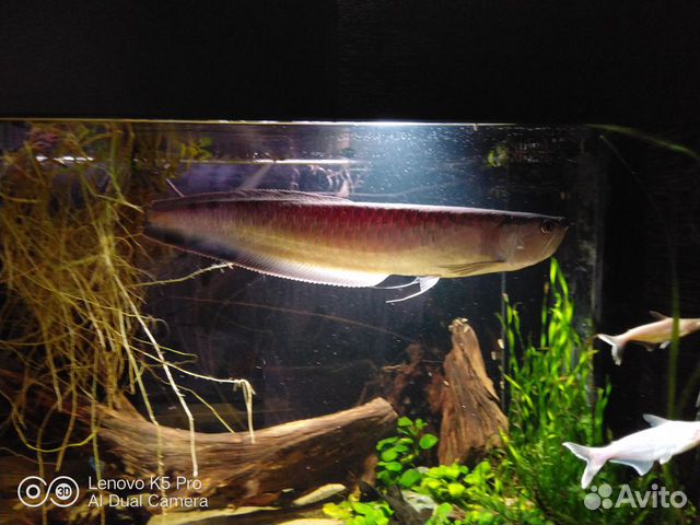 Чёрная арована