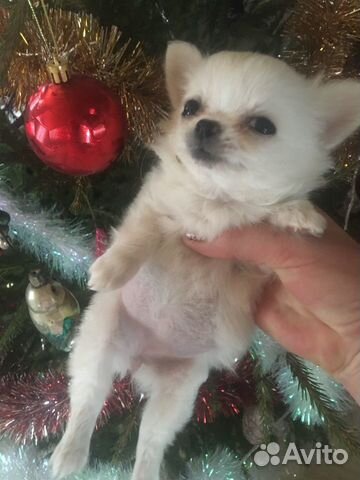 Красотки и красотун чихуахуа