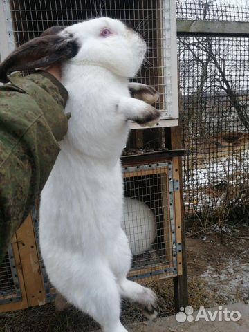 Крол на племя