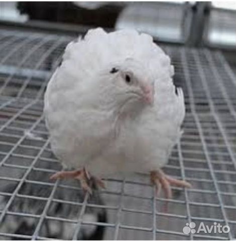 Белый техасский перепел