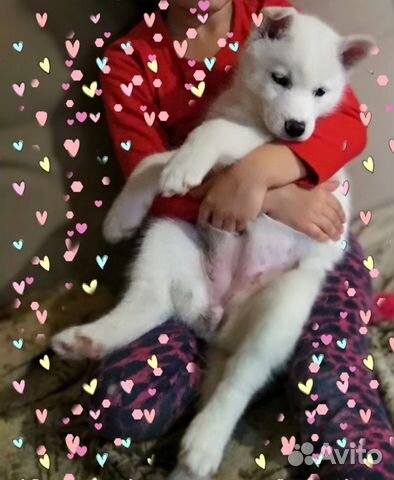 Хаски