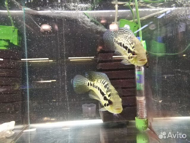 Цихлиды манагуанцы