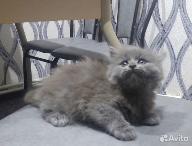 Дымчатый котик