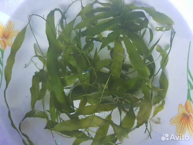 Морская водоросль для ма,каулерпа