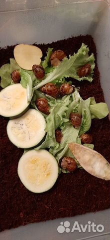 Архахатина маргината овум