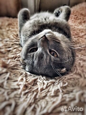 Котик на вязку