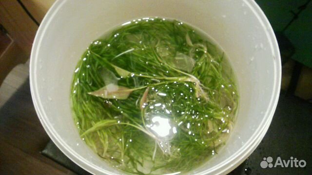 Аквариумное растение