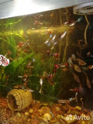 Гуппи бесплатно