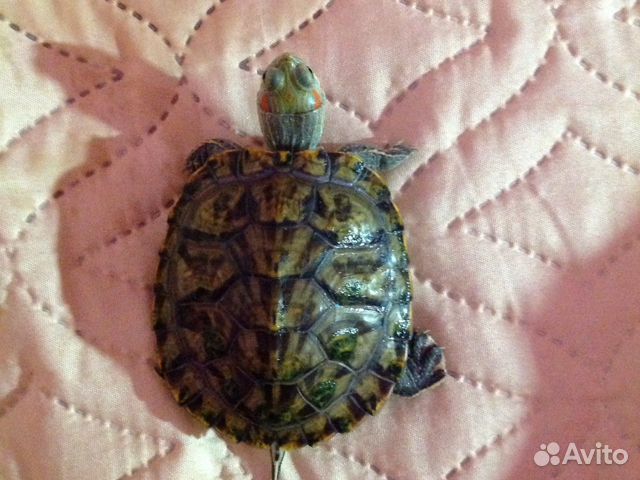 Краноухая черепашка)