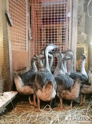 Гусята Африканские и Китайские
