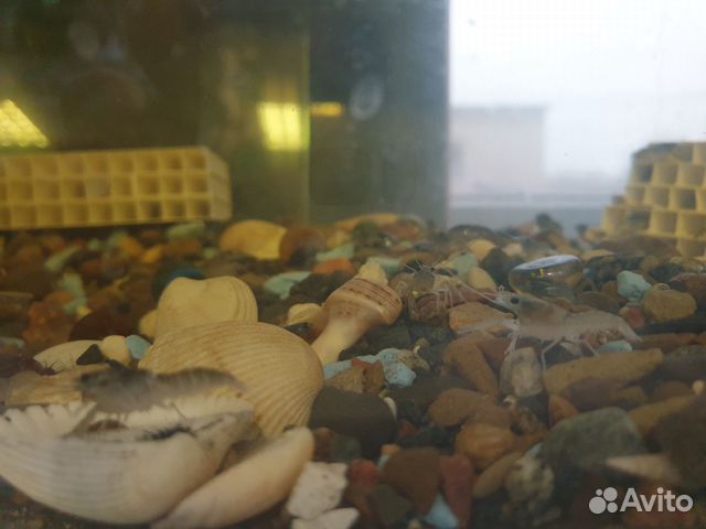 Австралийский рак малек