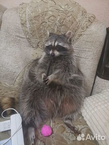 Енот девочка ищет самца