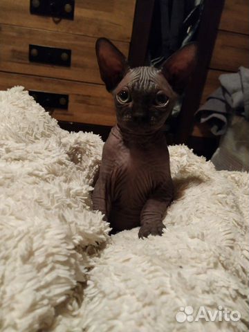 Продается котенок канадский сфинкс
