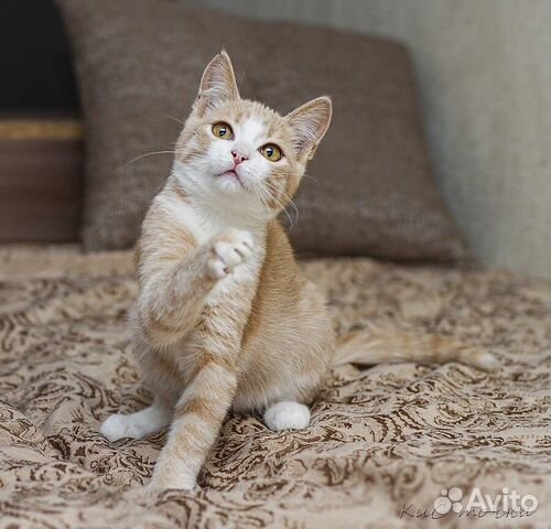 Котик-подросток с апельсиновыми глазками - Оскар