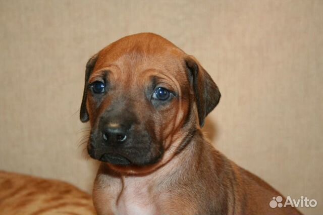 Родезийский риджбек девочка