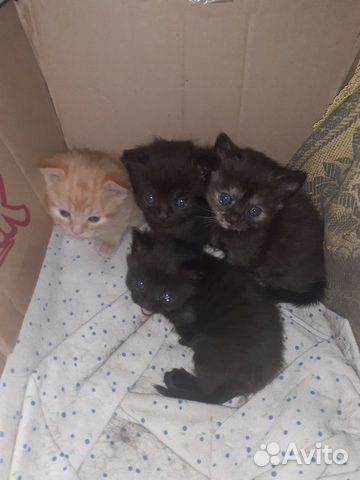 Котята британские